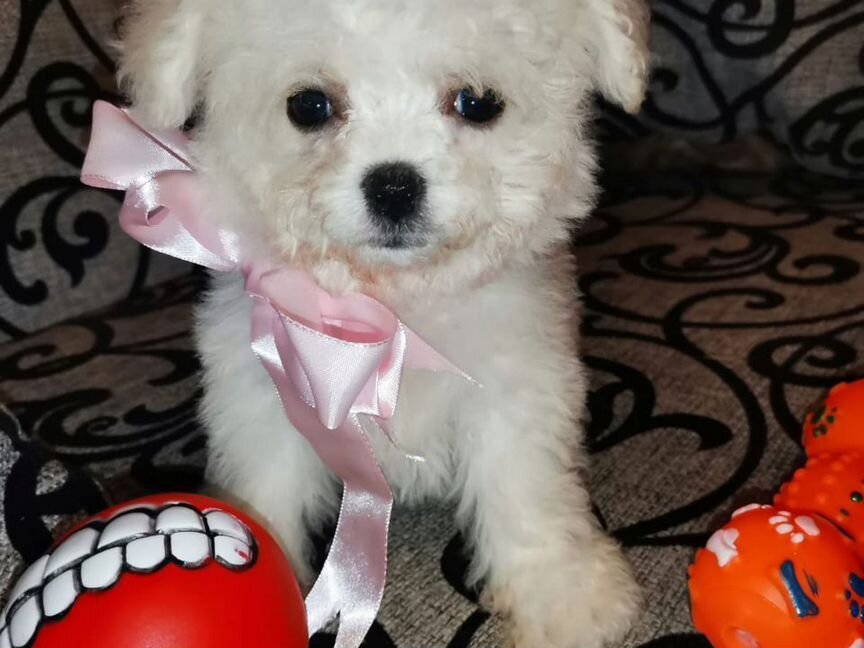 Милые бишончики