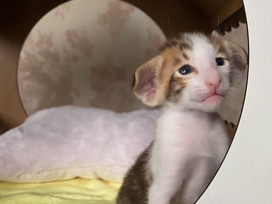 Ориентальные котята