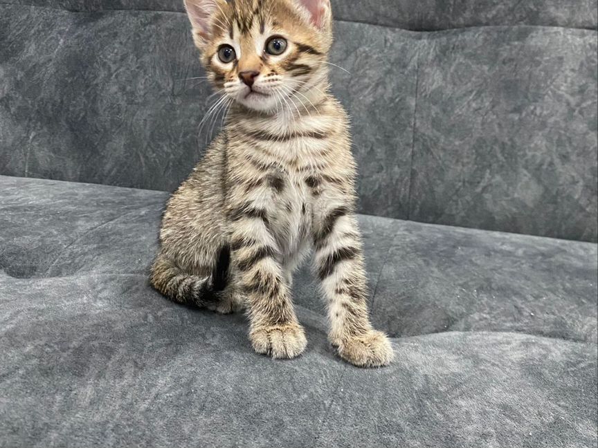 Бенгальская кошка