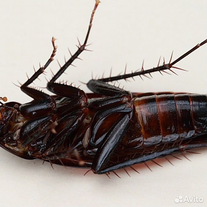 Уничтожение тараканов