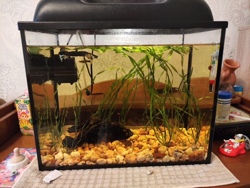Аквариум с рыбками гуппи канадцы