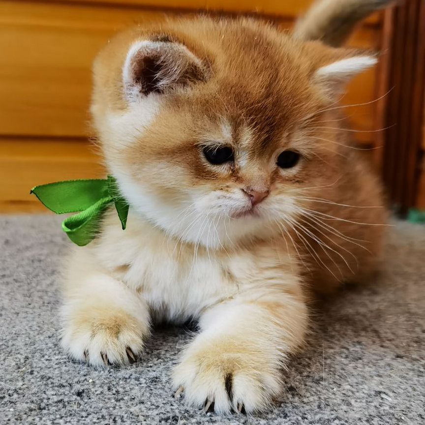 Золотой британский пупс