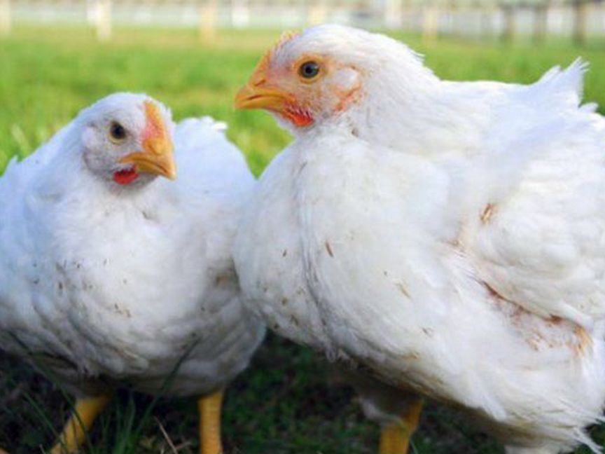 Бройлер суточный