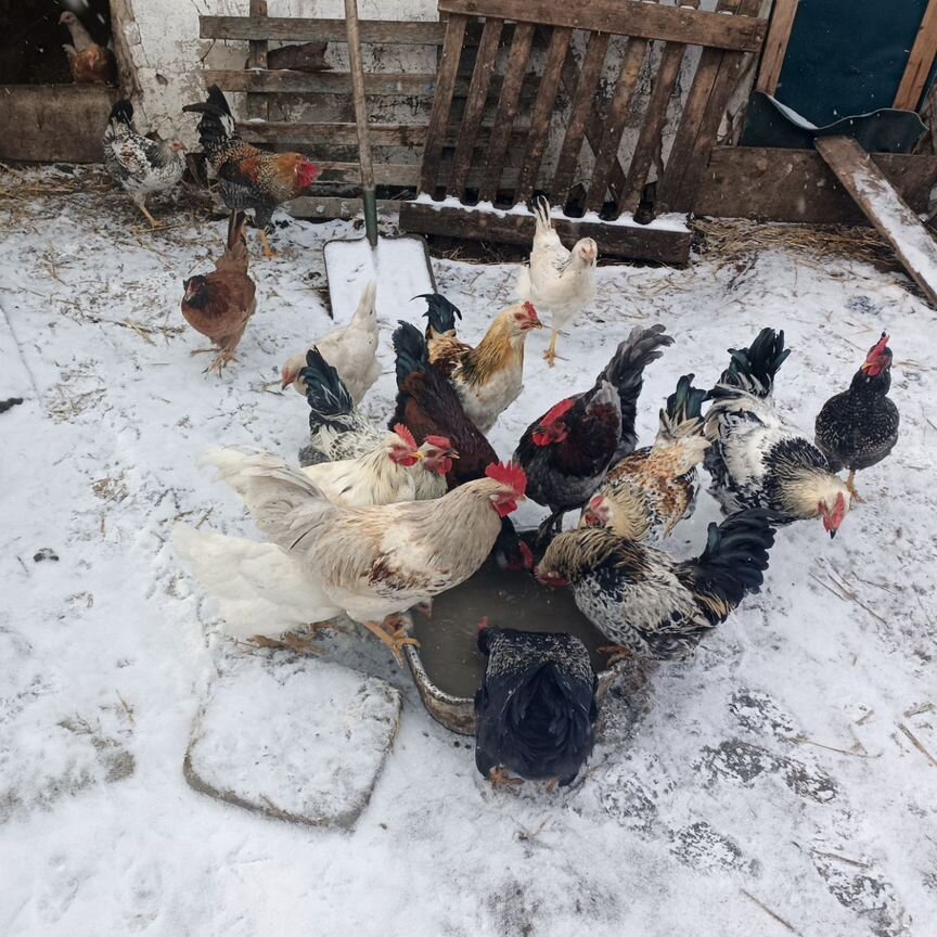 Меняю петухов на куриц