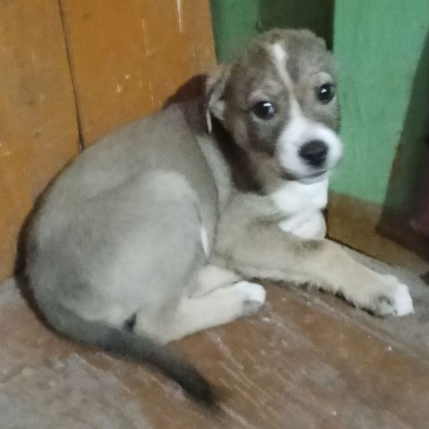 Щенок в добрые руки