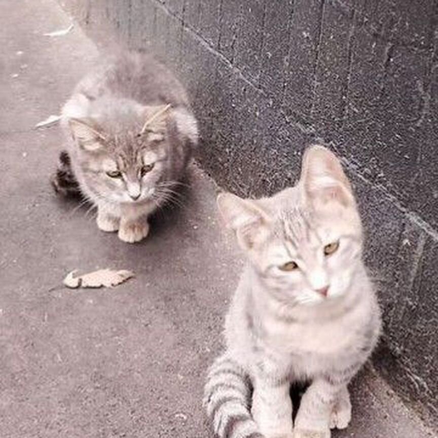 Котёнок на улице без еды