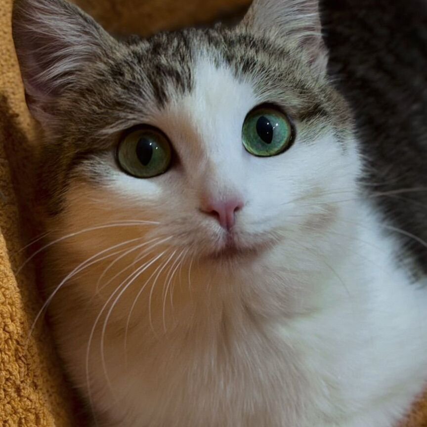 Кошки в добрые руки