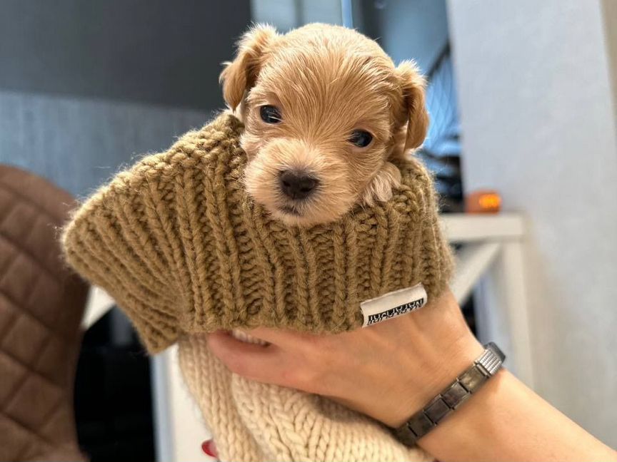 Щенки мальтипу f1