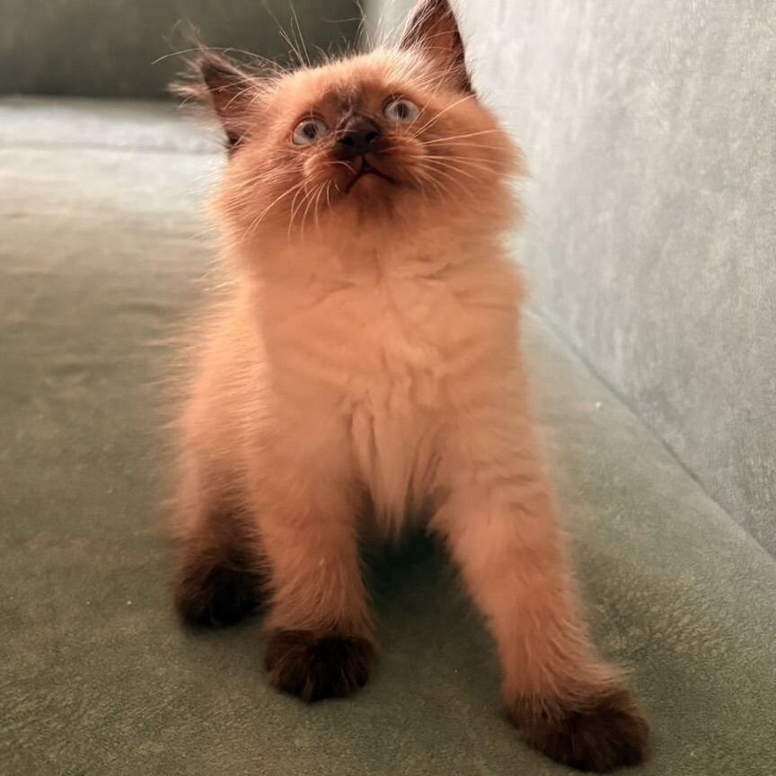 Невский маскарадный котёнок