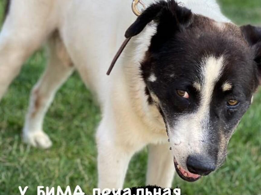 Охранник, лучший друг