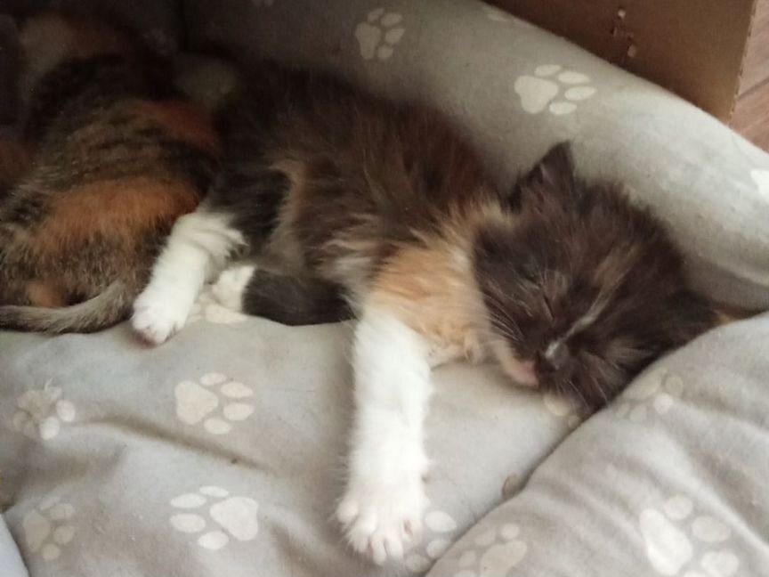 Кошки в добрые руки бесплатно