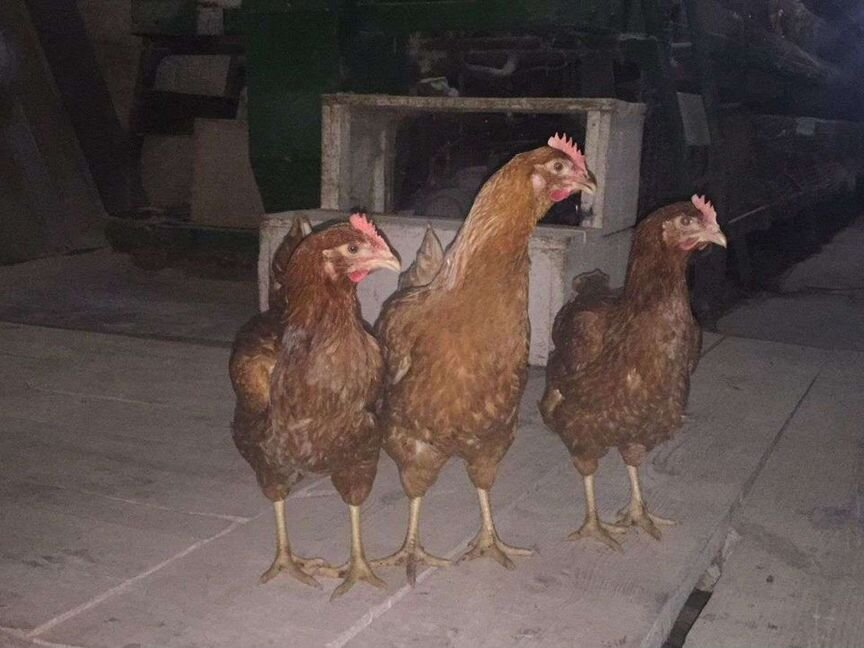 Куры молодки