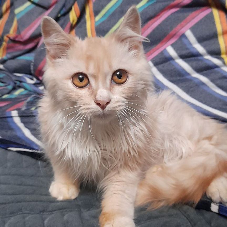 Котики бесплатно в добрые руки