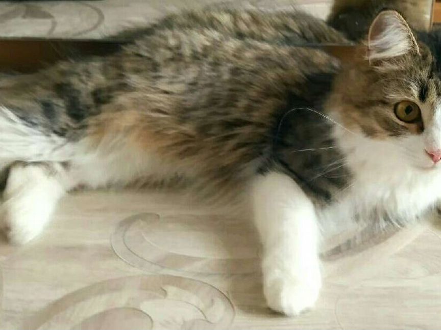 Котик в добрые руки