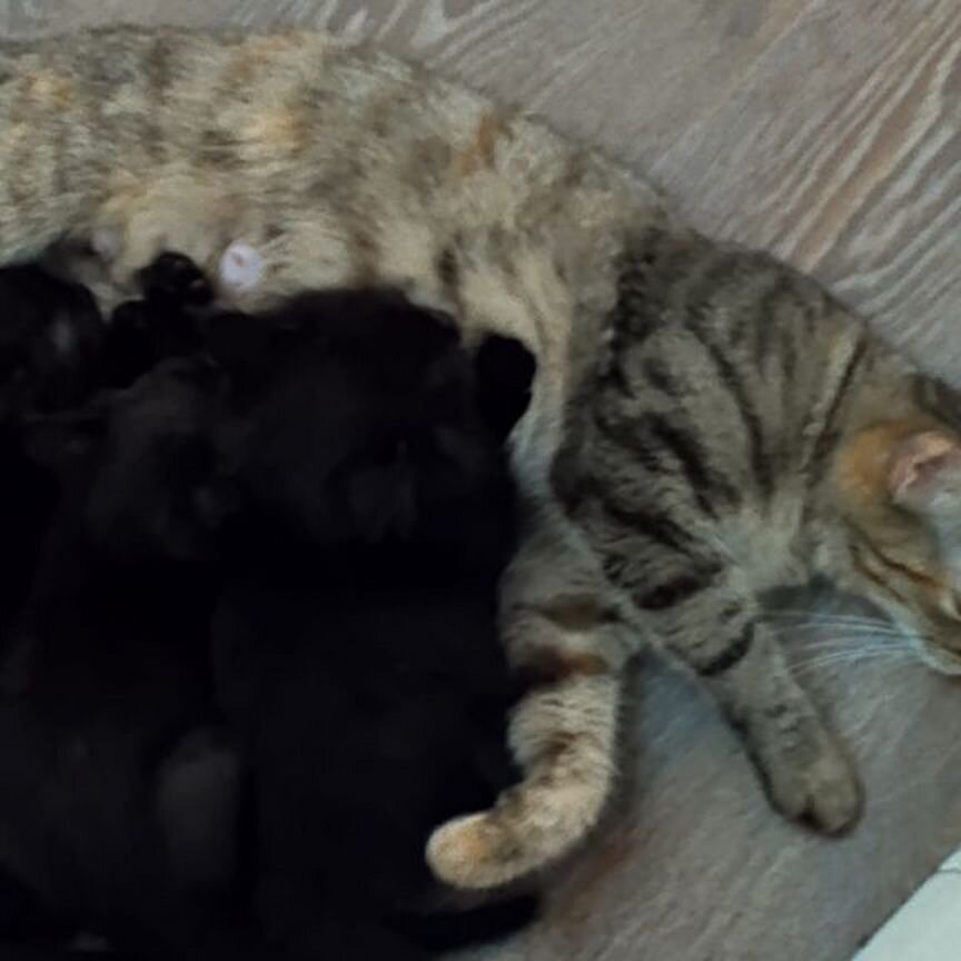 Озорные котятки