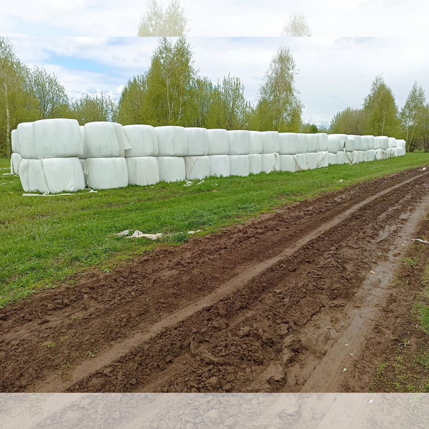 Продажа сенажа в пленке для крс