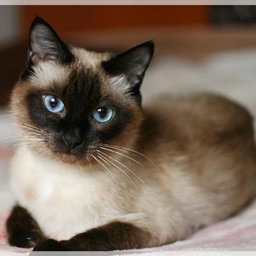 Сиамская, взрослая кошка