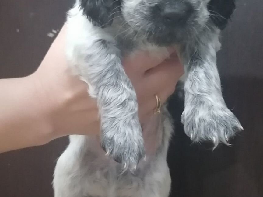 Продам щеночка русский спаниель