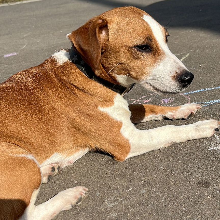 Джек-рассел-терьер, взрослая собака