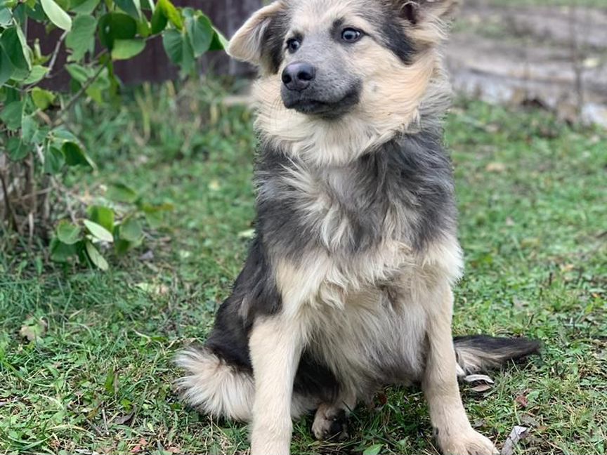 Собака Норка в хорошую семью бесплатно