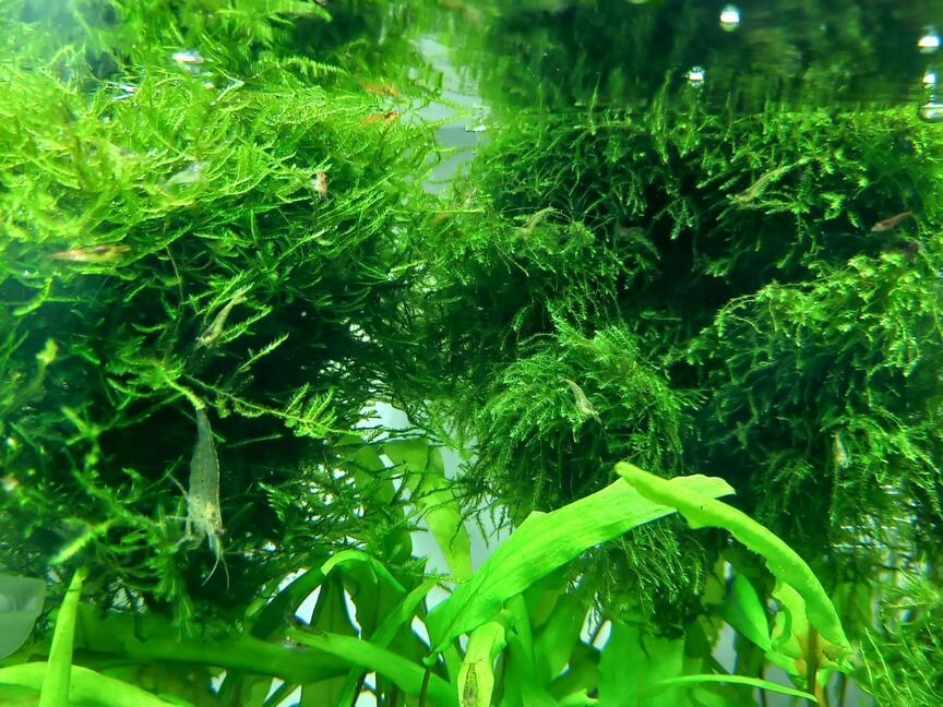 Яванский мох аквариумный