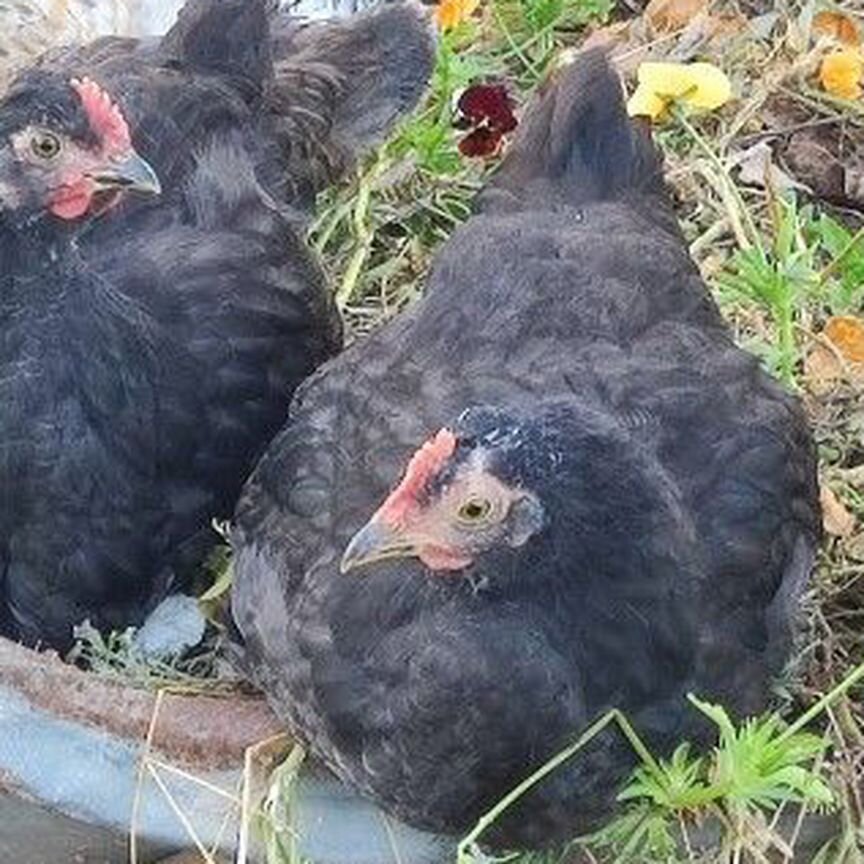 Продам петухов молодых