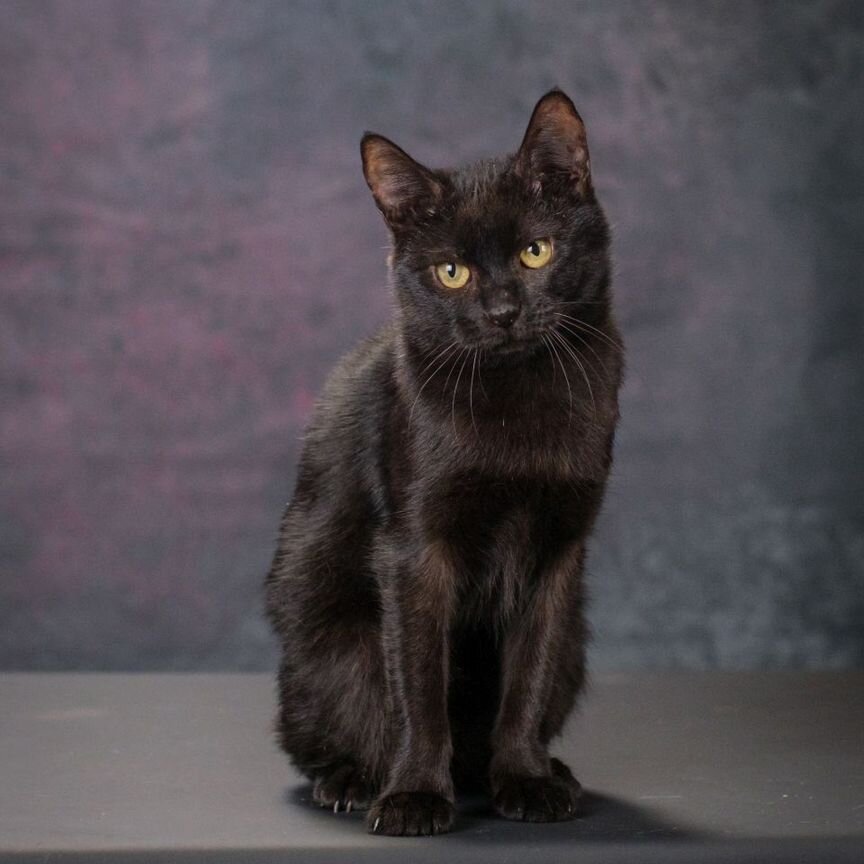 Потрясающая чёрная кошка Барбара ищет дом