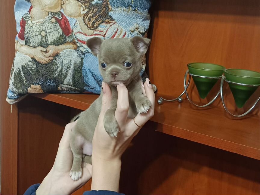 Малыши Чихуахуа