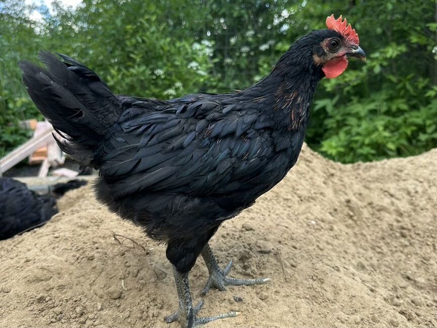 Петушки молодые Московской черной