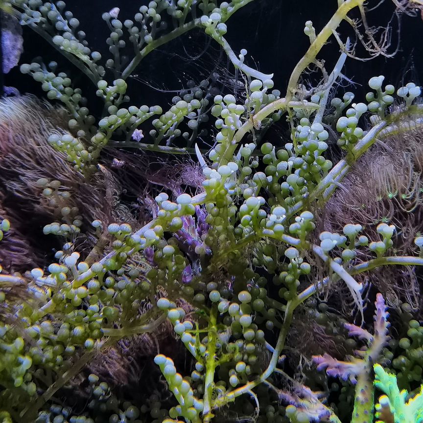 Каулерпа Рацемоса Caulerpa racemosa