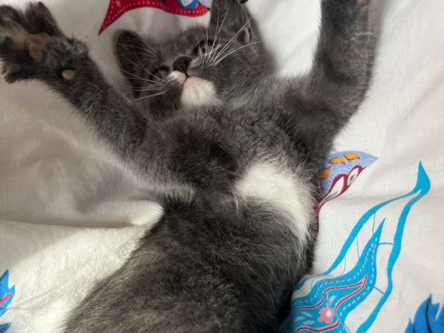 Малышка Боня ищет семью