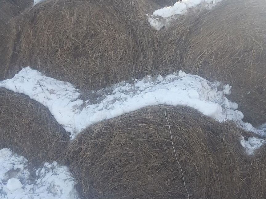 Продам сено в рулонах укос 2023г и 2022г