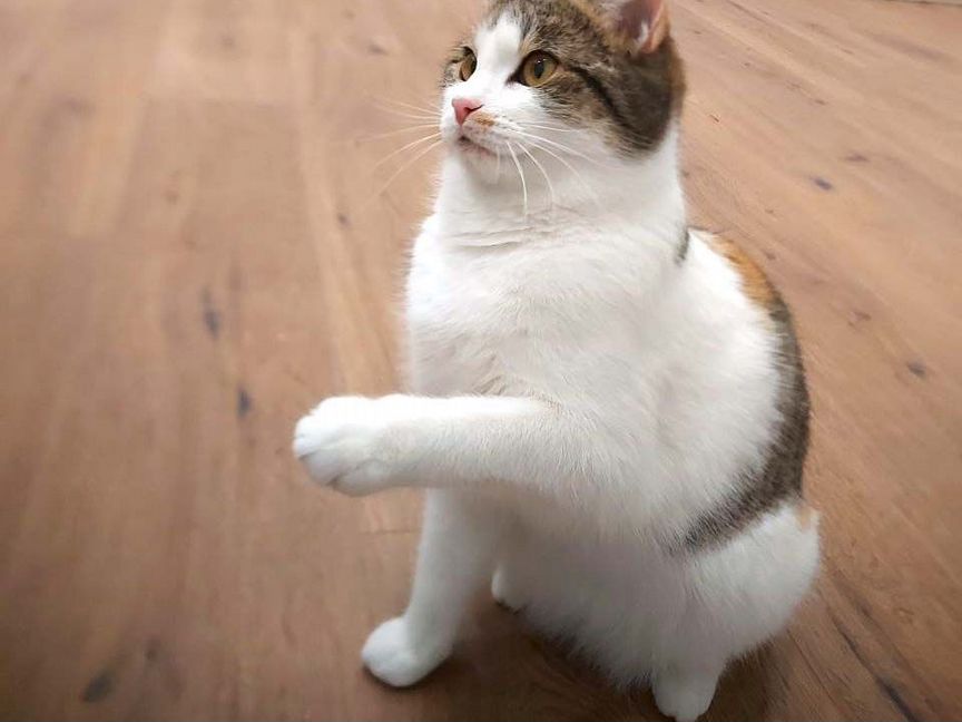 Замечательная трехцветочка в добрые руки