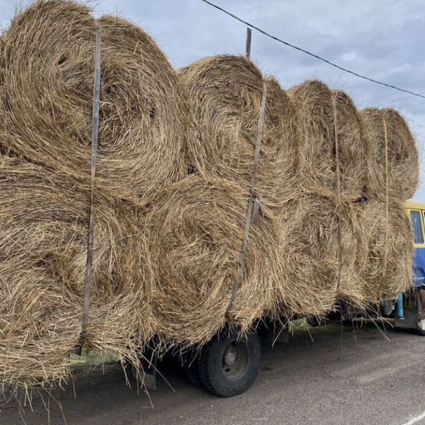Продам сено