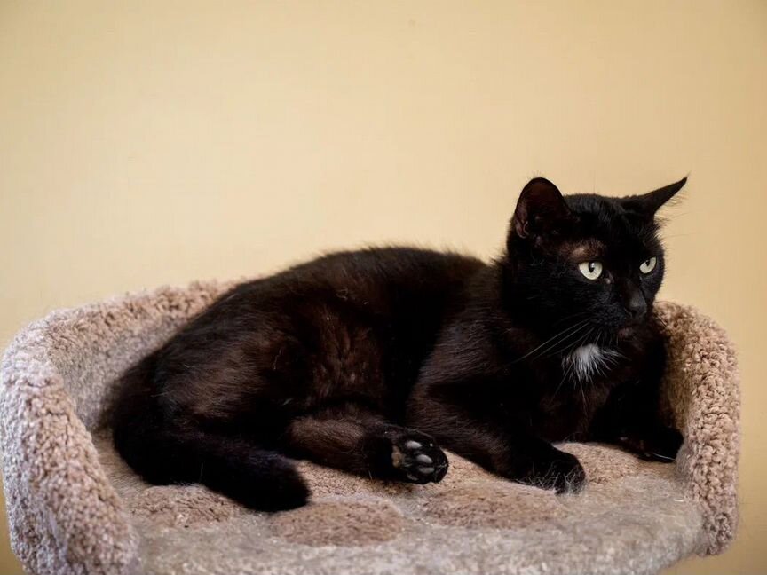 Кошки
