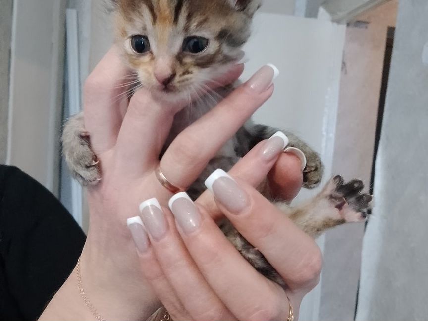 Отдам котят в добрые руки