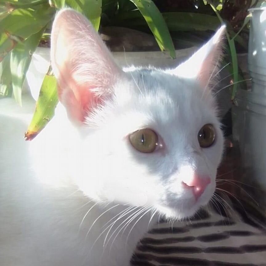 Котенок Беляшик 6 месяцев кастрирован