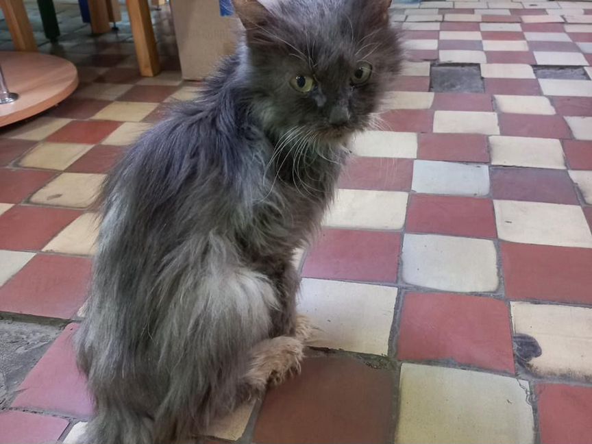 Кошка дымчатая бесплатно