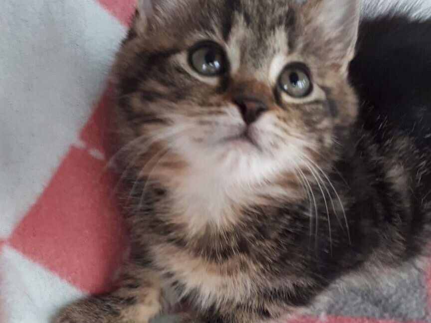 Кошечка 1,5 месяца