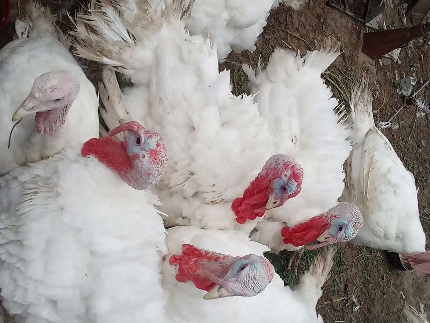 Индюки биг 6