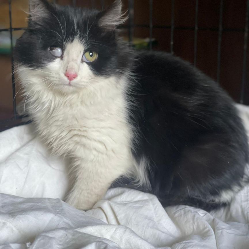 Девочка с одним глазом из приюта