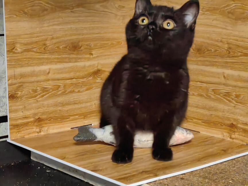 Котенок-девочка помесь шотландской в добрые руки