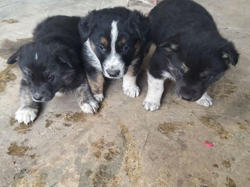 Щенки лабрадора