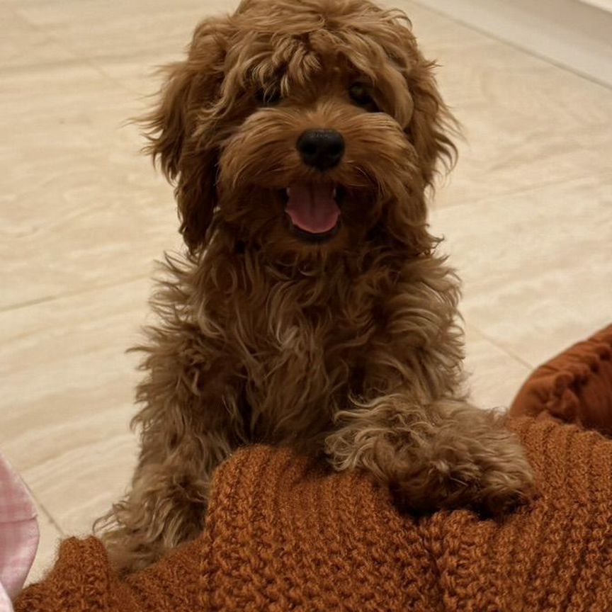 Кокапу, щенок