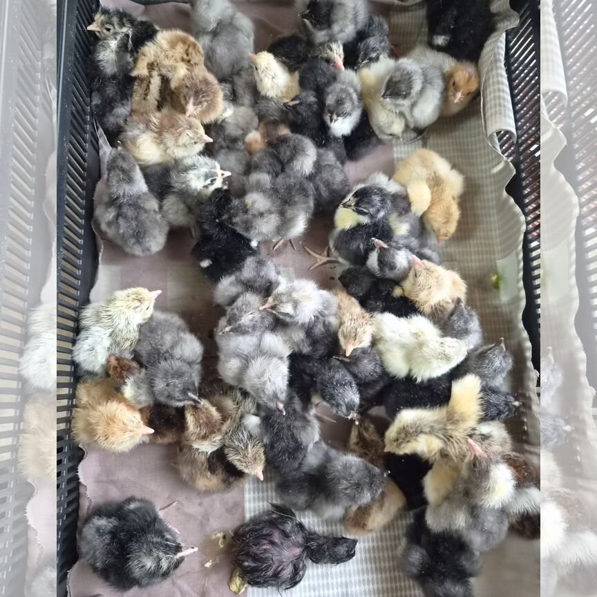 Цыплята несушки