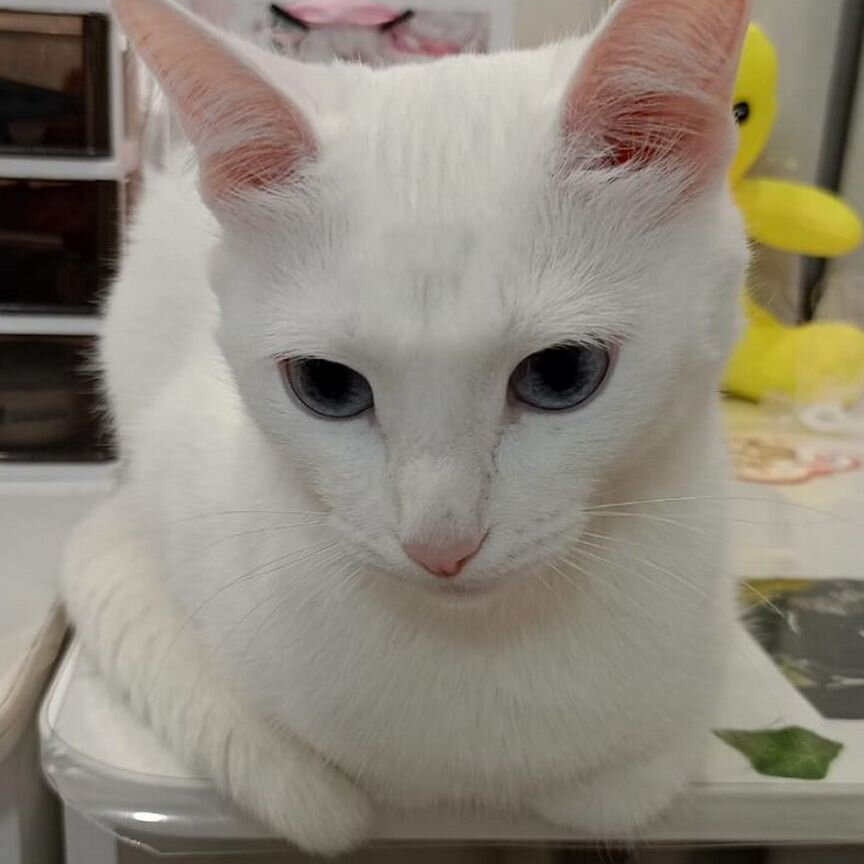 Домашние животные кошки