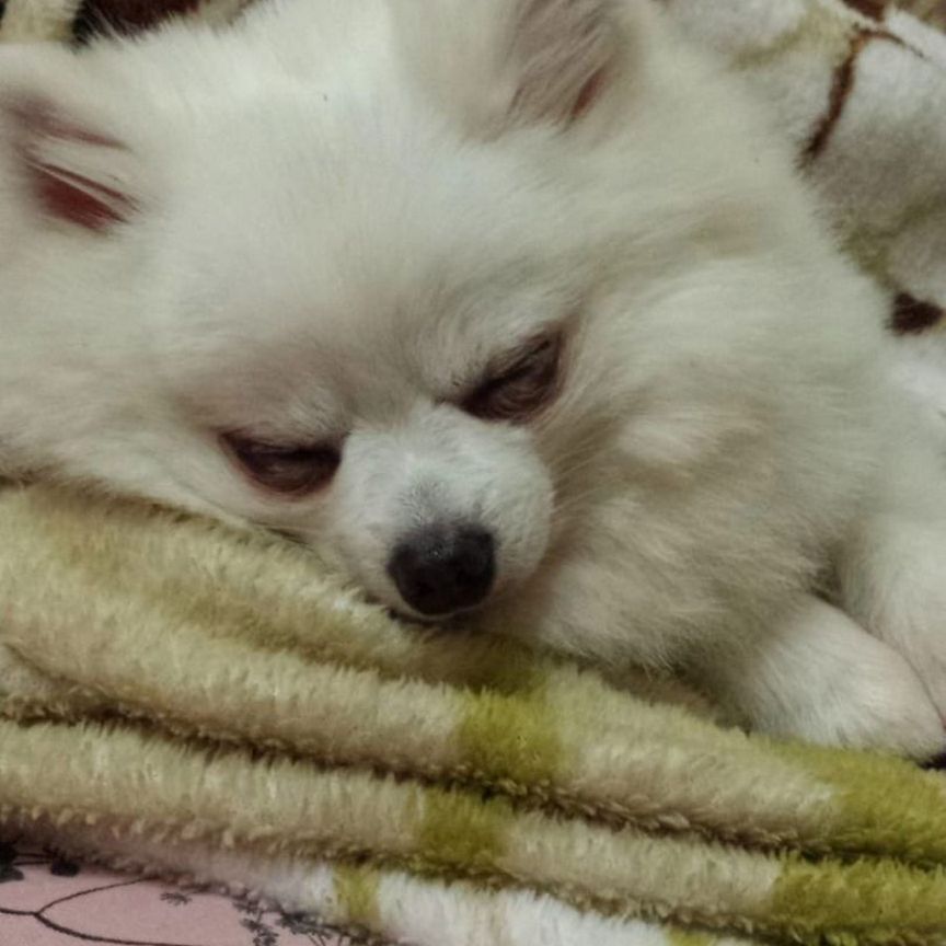 Померанский шпиц