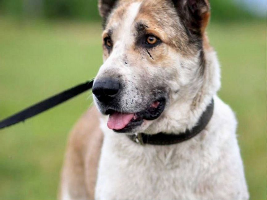 Мощный алабай Кевин ищет дом и добрые руки