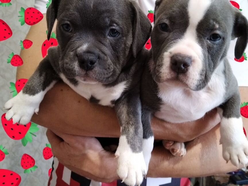 Американский булли, шикарные девчонки