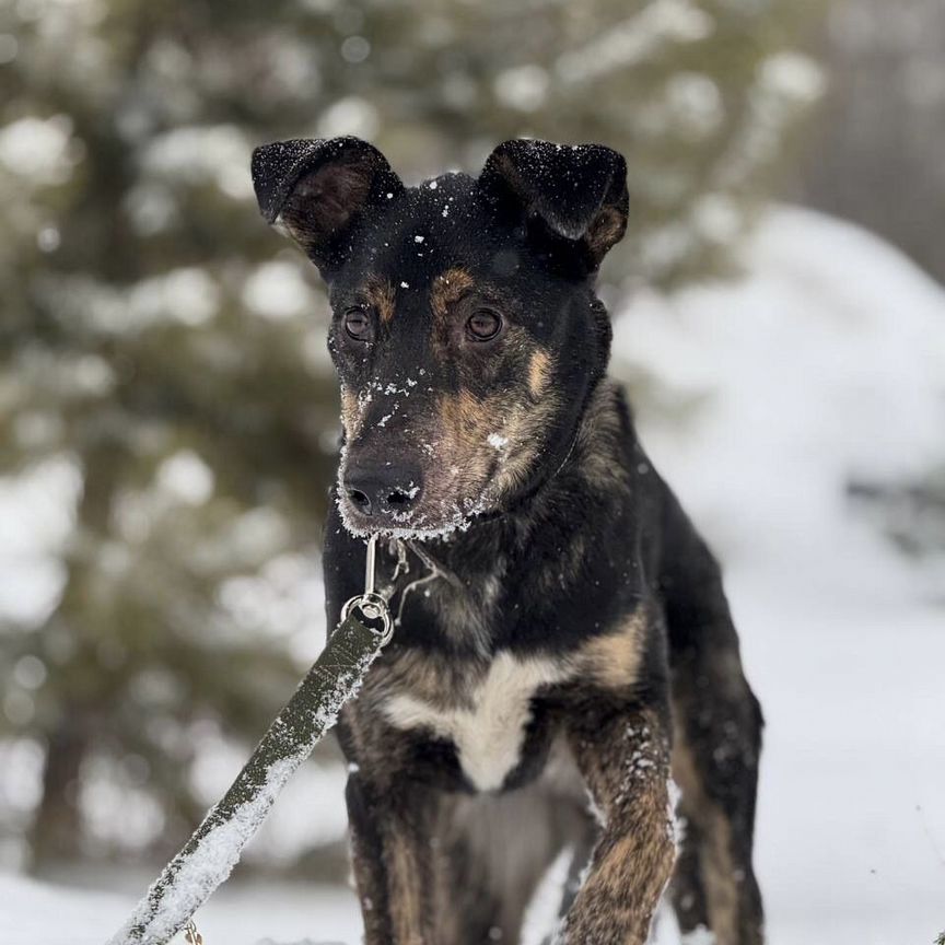 Подарите Кексу дом